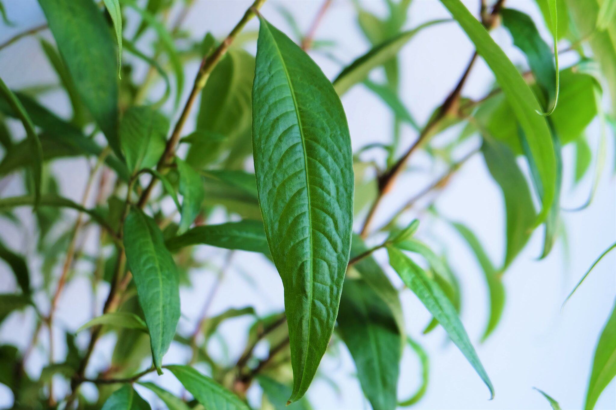 What are laksa leaves? – CARRY IT LIKE HARRY