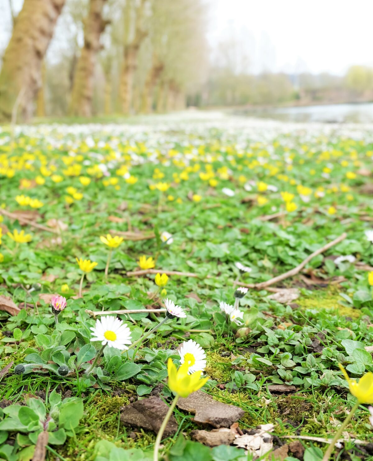 Spring Day: A visit to nature – CARRY IT LIKE HARRY