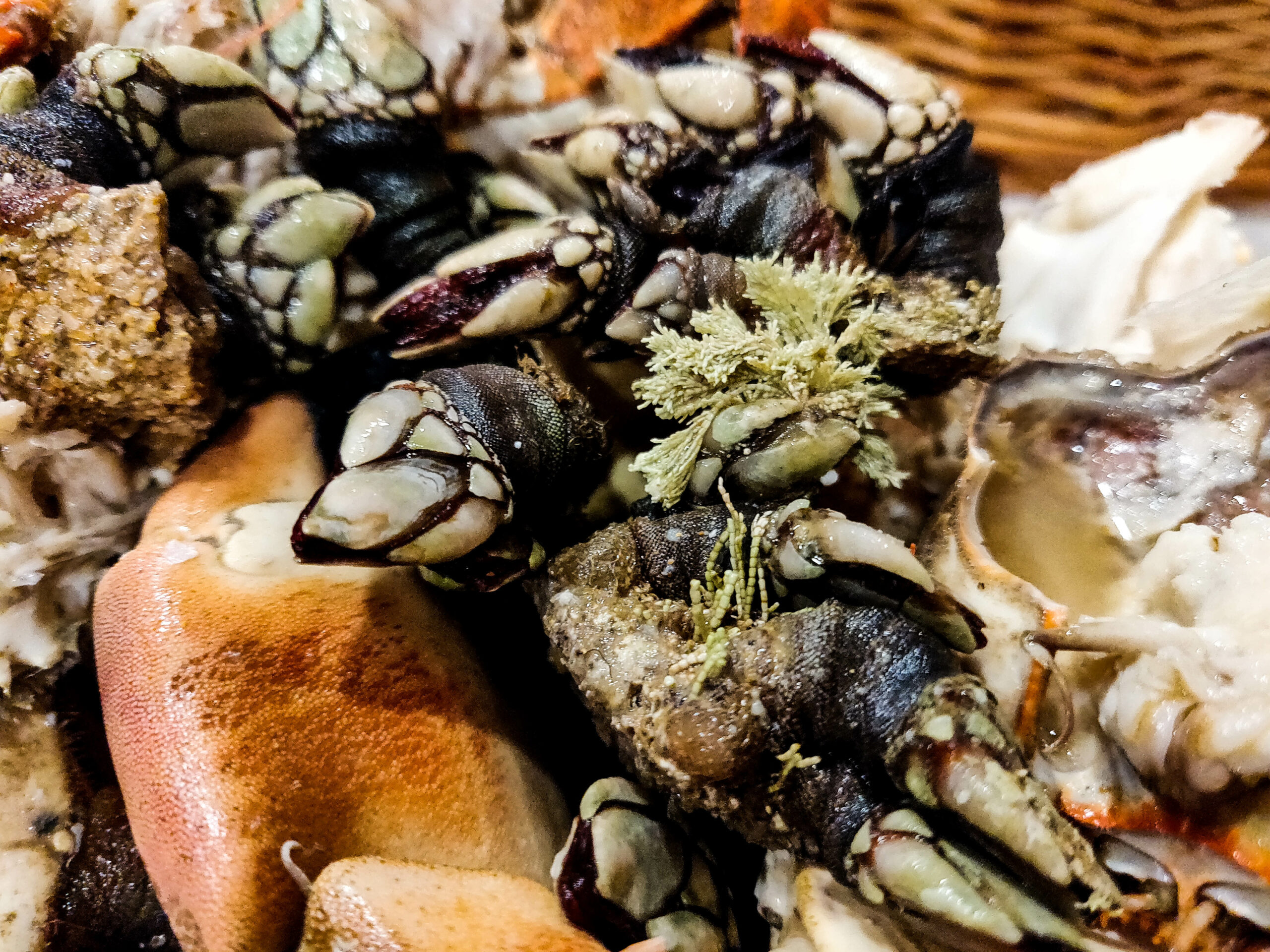 Galician Gastronomic Galore to go for in Madrid – CARRY IT LIKE HARRY