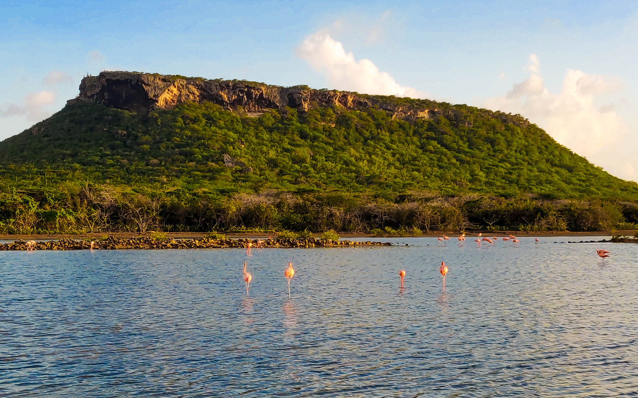 Carry It Like Harry – Curaçao 22 Flamingos – CARRY IT LIKE HARRY