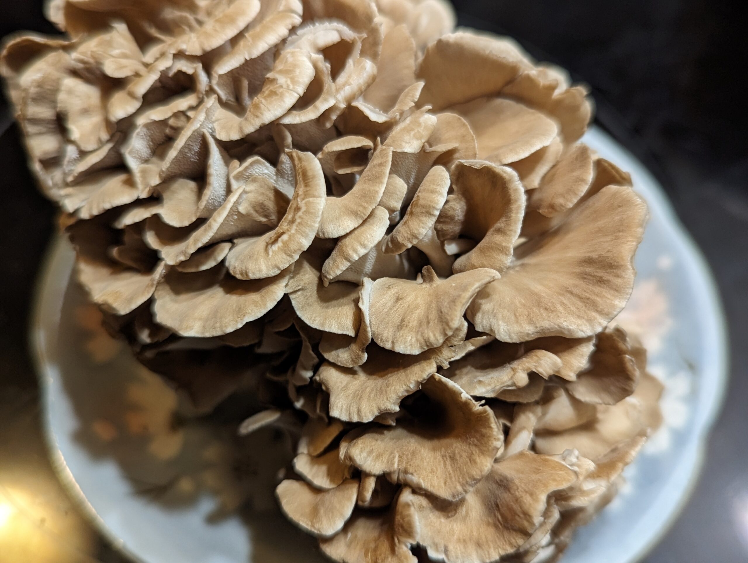 Maitake 舞茸: The Anti-Carcinogenic Champion – CARRY IT LIKE HARRY