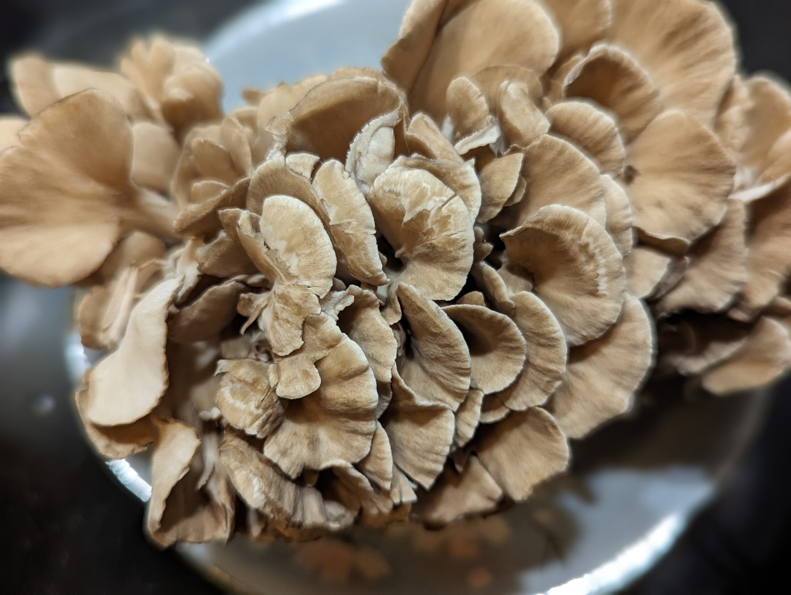 Maitake 舞茸: The Anti-Carcinogenic Champion – CARRY IT LIKE HARRY